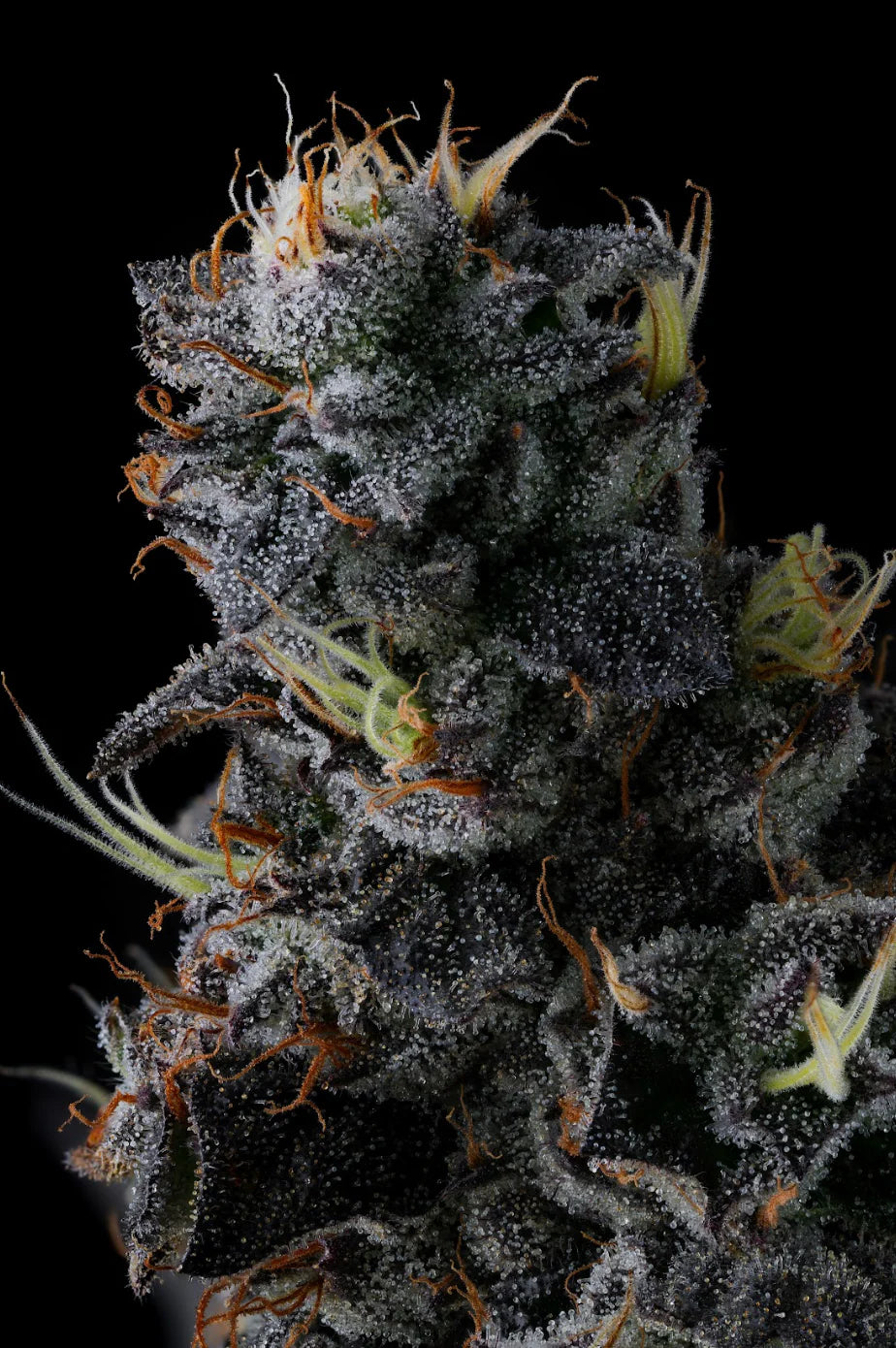 Giggin' Grapes – Intensives Traubenaroma & Voller Genuss – Bubbatz Seeds