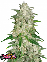 Fast Buds: Premium Autoflowering Cannabis-Samen – Bubbatz Seeds