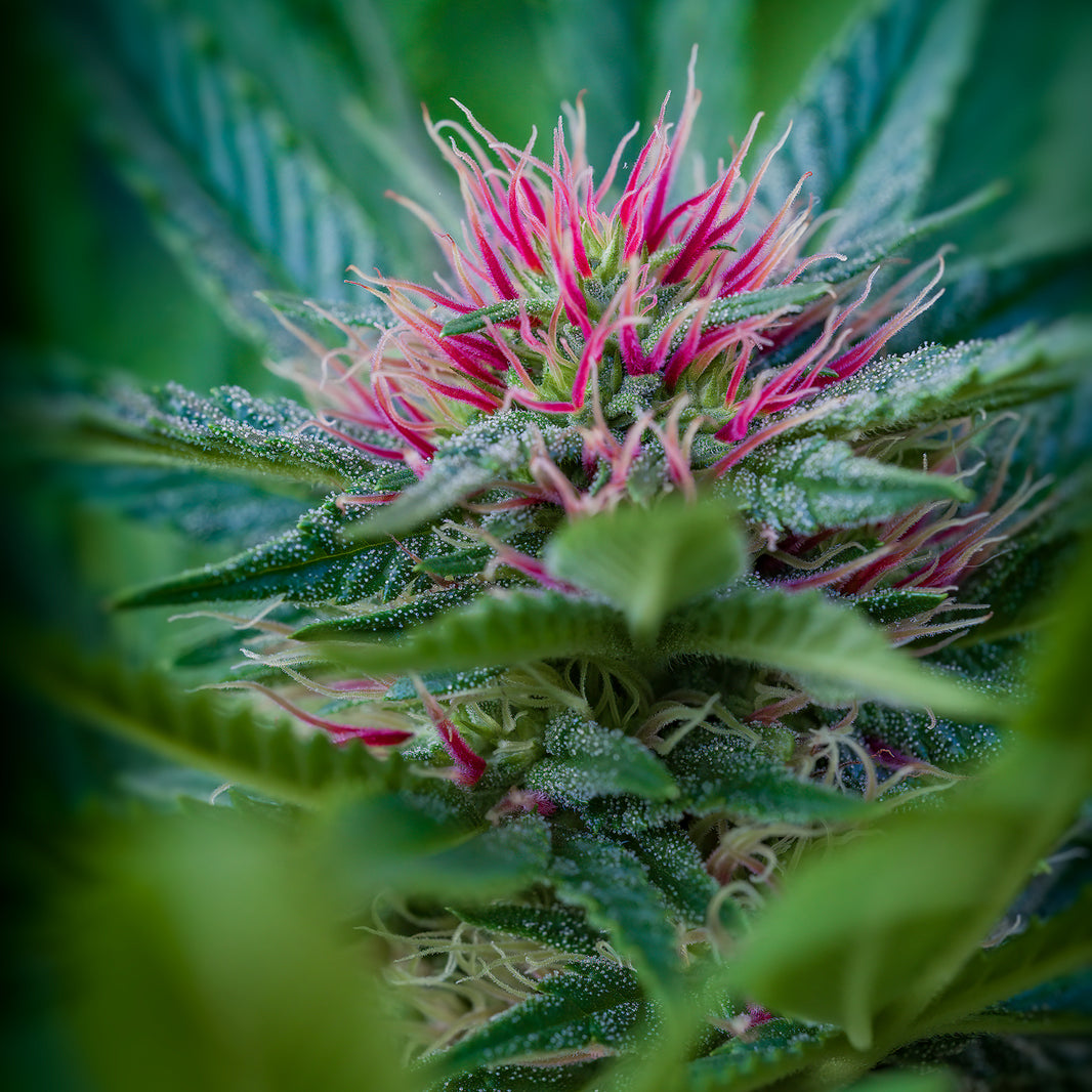 Serious Seeds: Hochwertige Cannabis-Samen für erstklassigen Anbau ...