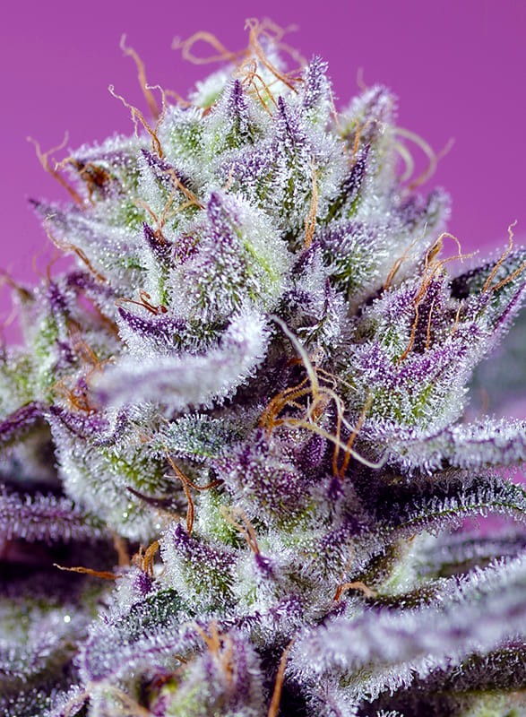Diablo’s Delight XL Auto® – Potente Autoflower mit XL-Ertrag – Bubbatz ...